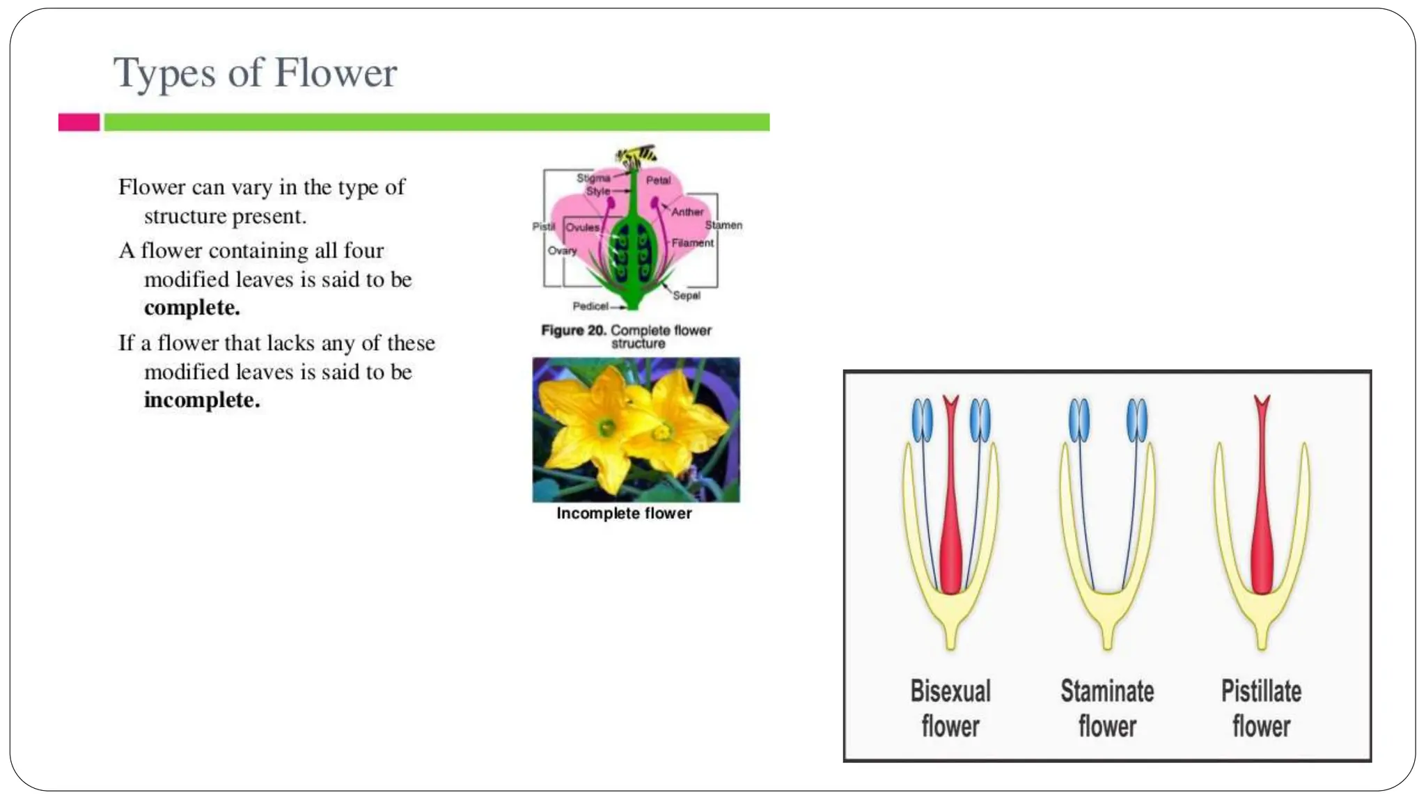 Plant identification taxonomy key characters | PPT