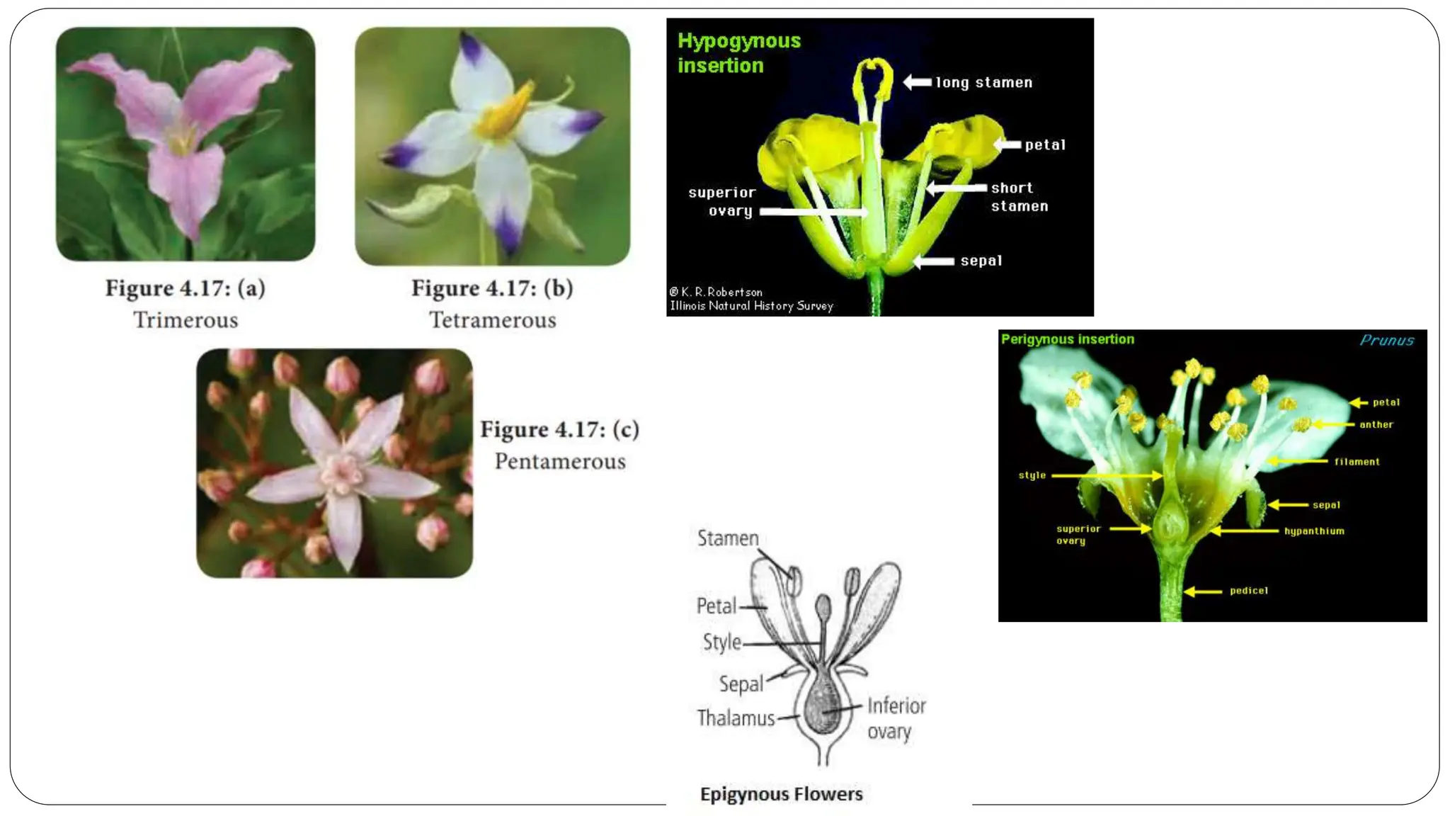 Plant identification taxonomy key characters | PPT