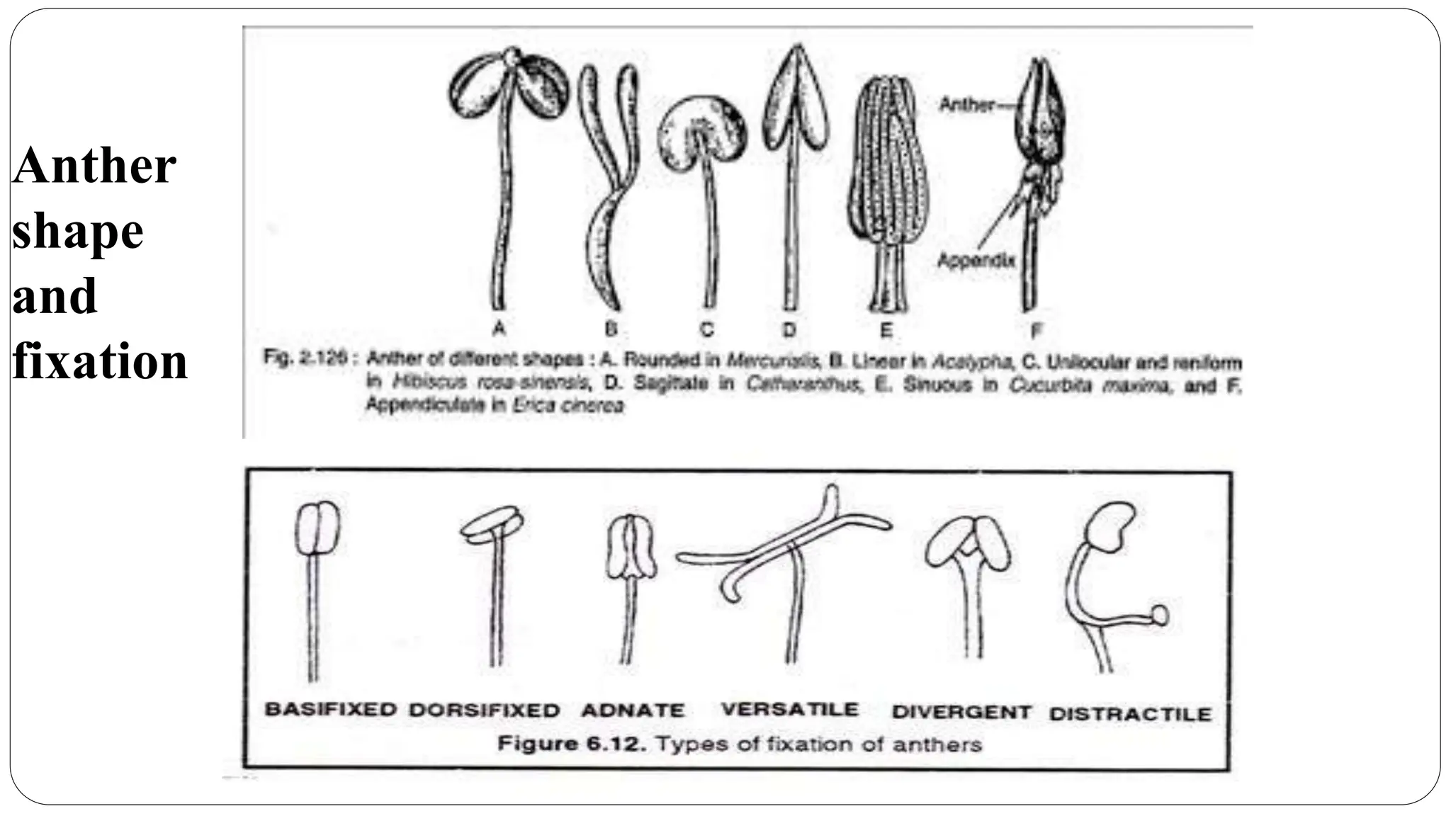 Plant identification taxonomy key characters | PPT