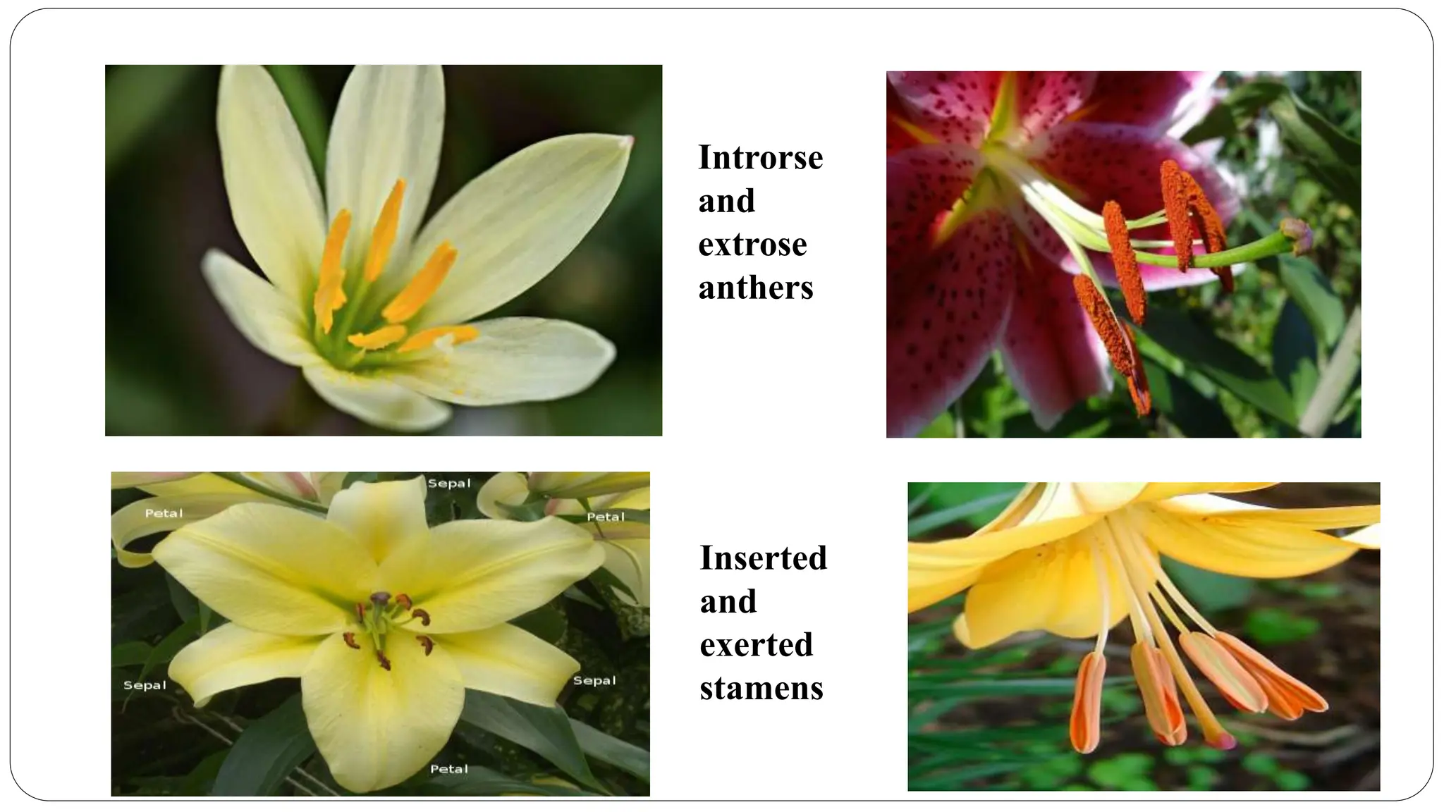 Plant identification taxonomy key characters | PPT