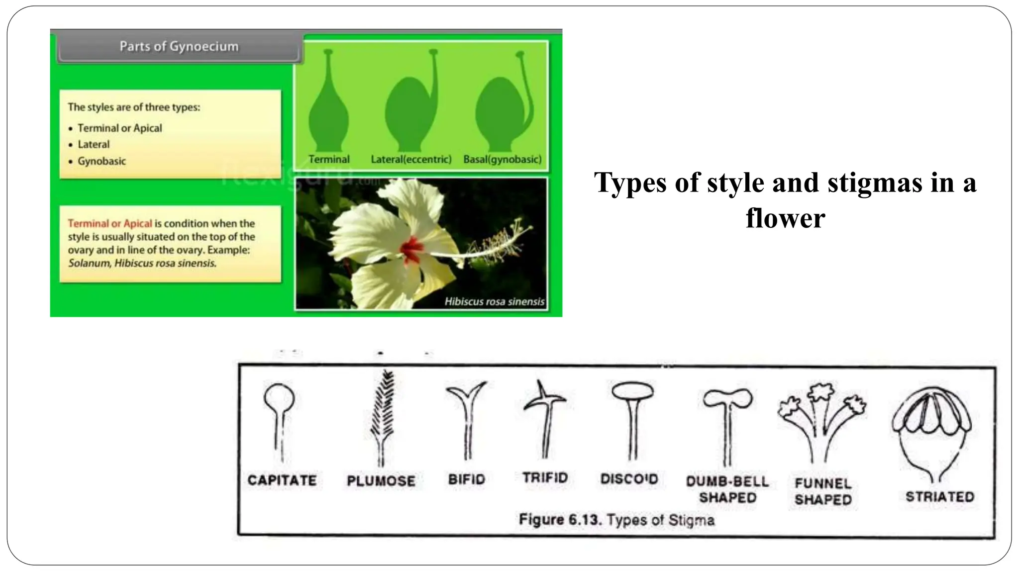 Plant identification taxonomy key characters | PPT