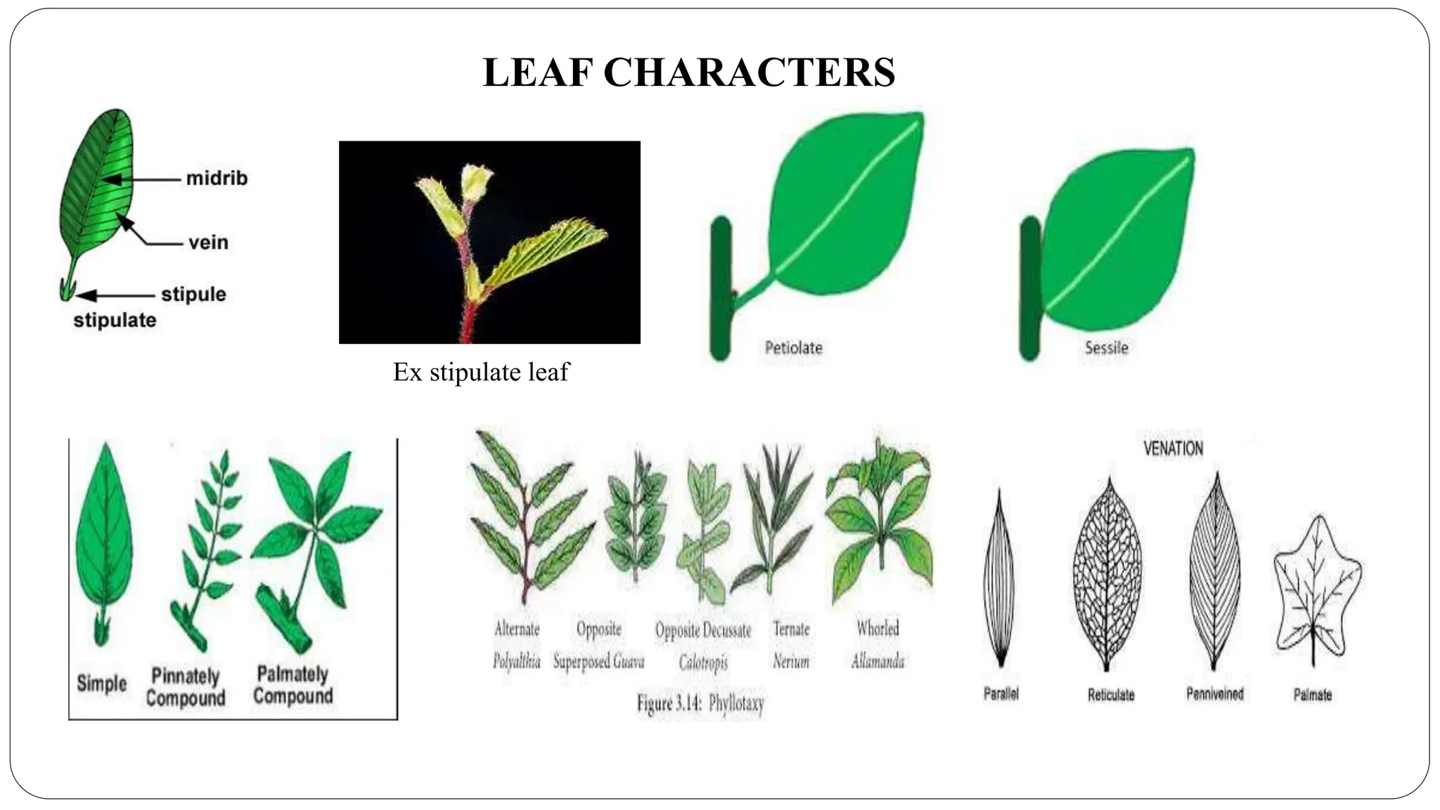 Plant identification taxonomy key characters | PPT