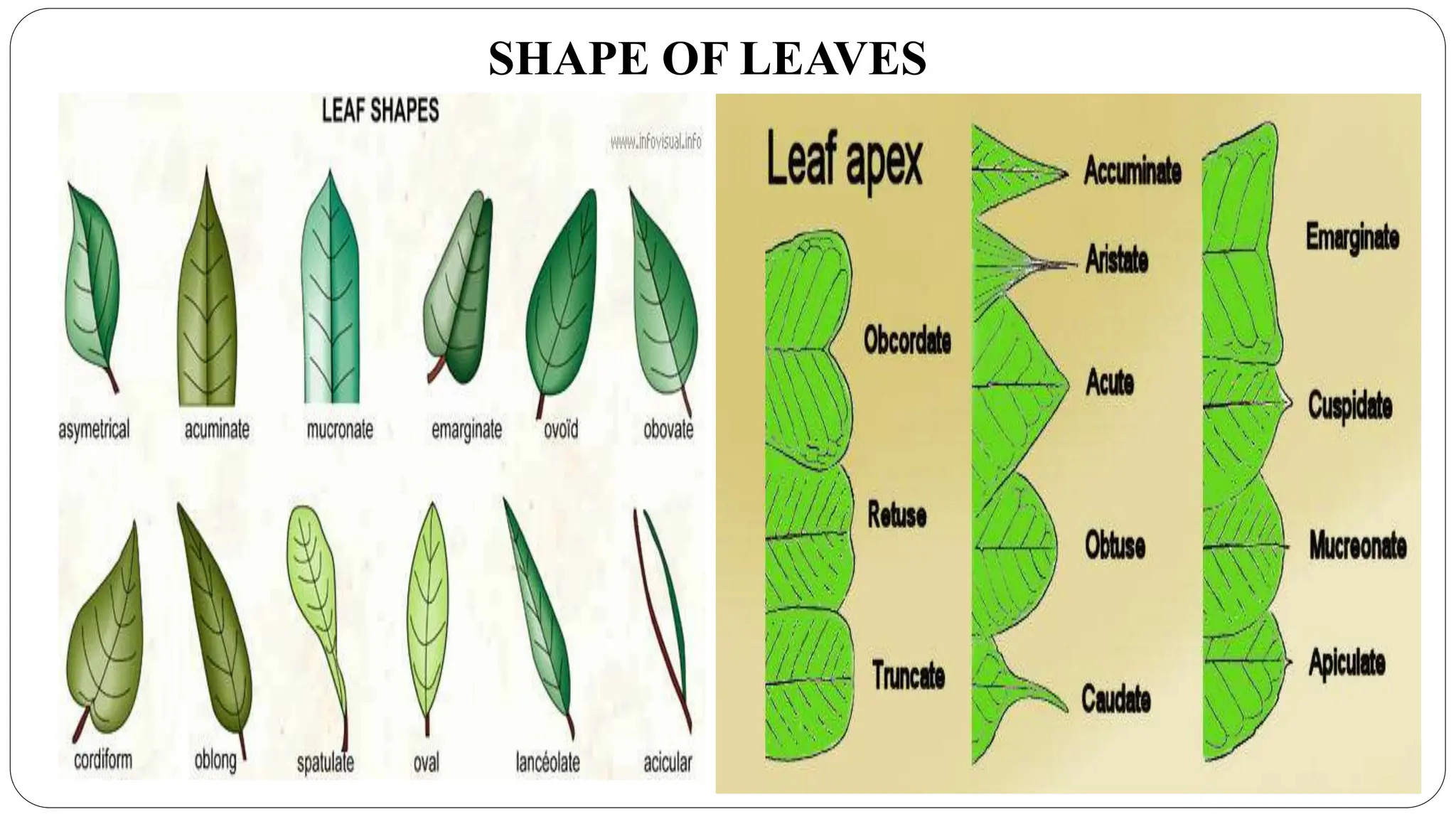 Plant identification taxonomy key characters | PPT