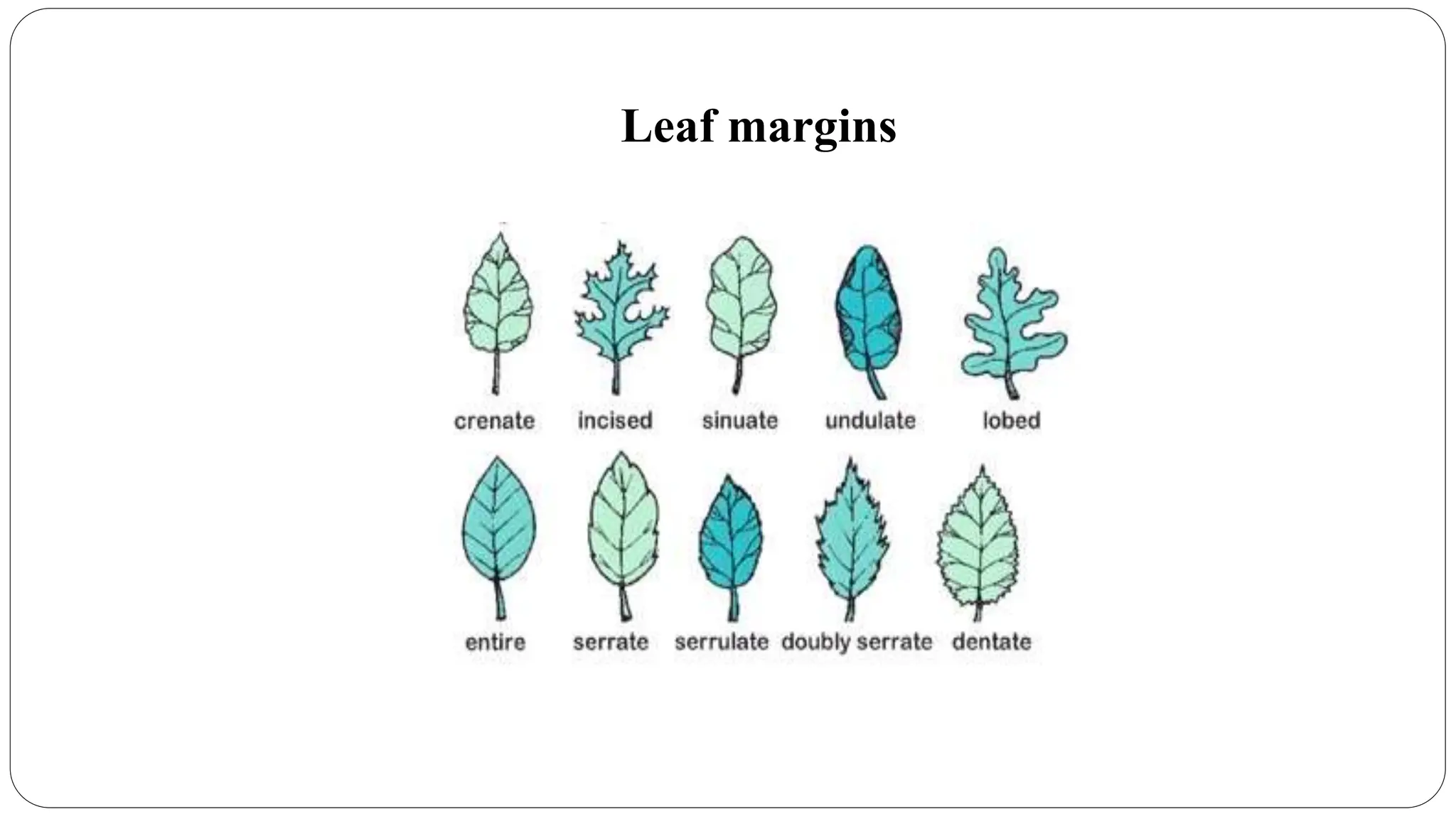 Plant identification taxonomy key characters | PPT