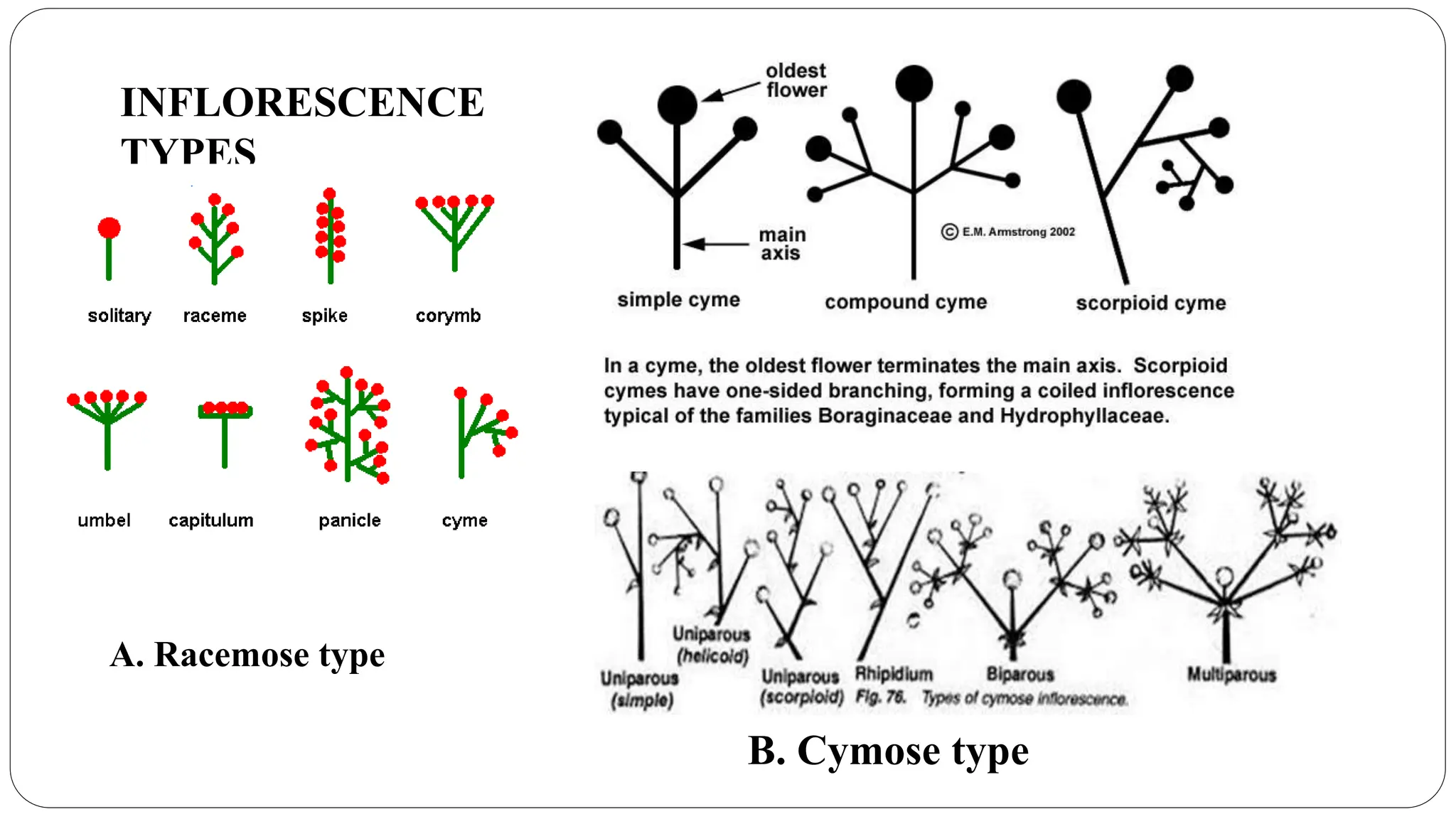 Plant identification taxonomy key characters | PPT