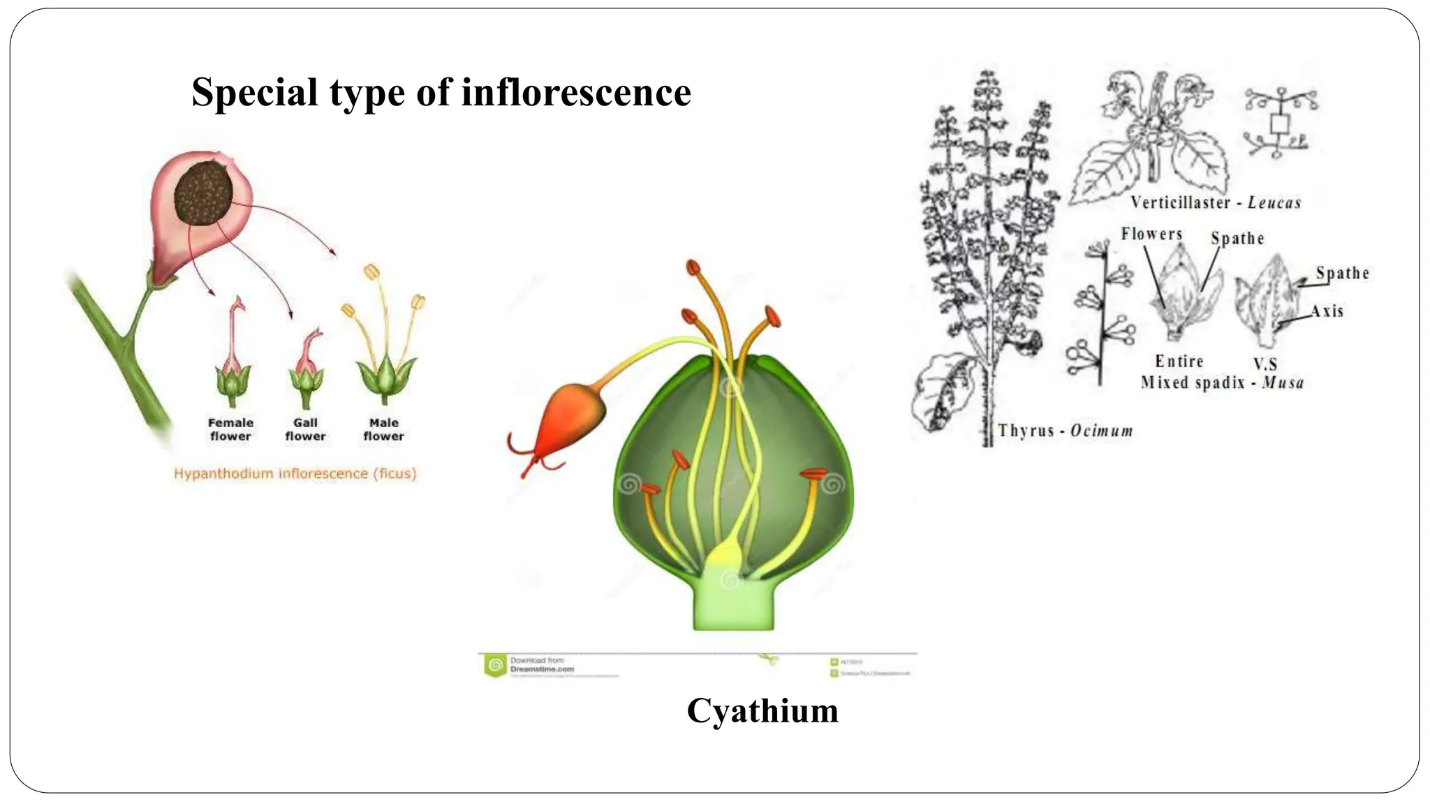 Plant identification taxonomy key characters | PPT