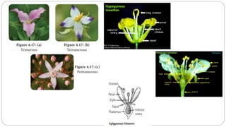 Plant identification taxonomy key characters | PPT