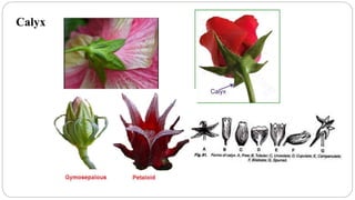 Plant identification taxonomy key characters | PPT