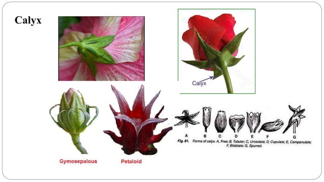 Plant identification taxonomy key characters | PPT