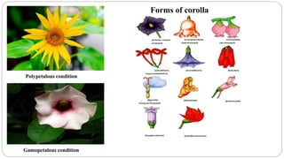 Plant identification taxonomy key characters | PPT