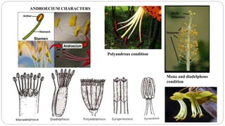 Plant identification taxonomy key characters | PPT