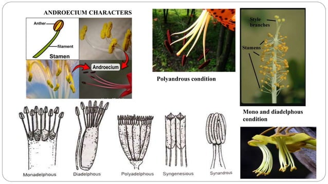 Plant identification taxonomy key characters | PPT