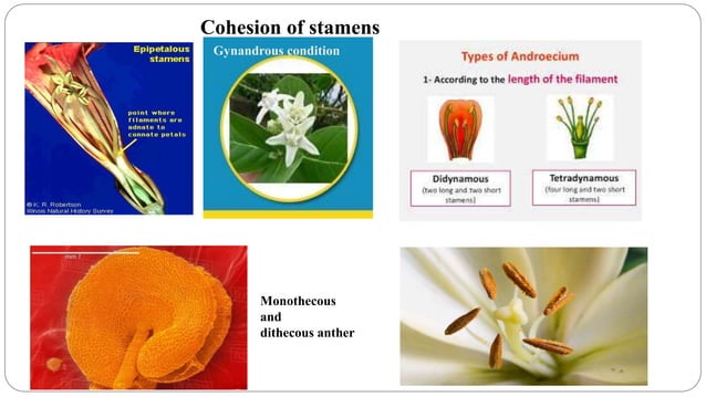 Plant identification taxonomy key characters | PPT