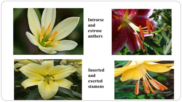 Plant identification taxonomy key characters | PPT
