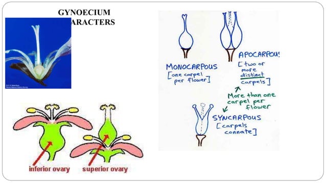 Plant identification taxonomy key characters | PPT