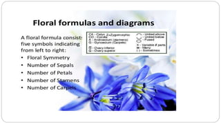 Plant identification taxonomy key characters | PPT