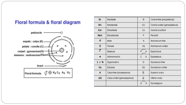 Plant identification taxonomy key characters | PPT