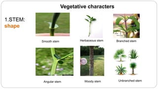 Plant identification taxonomy key characters | PPT