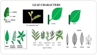 Plant identification taxonomy key characters | PPT