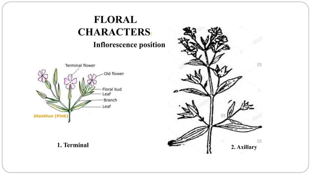 Plant identification taxonomy key characters | PPT