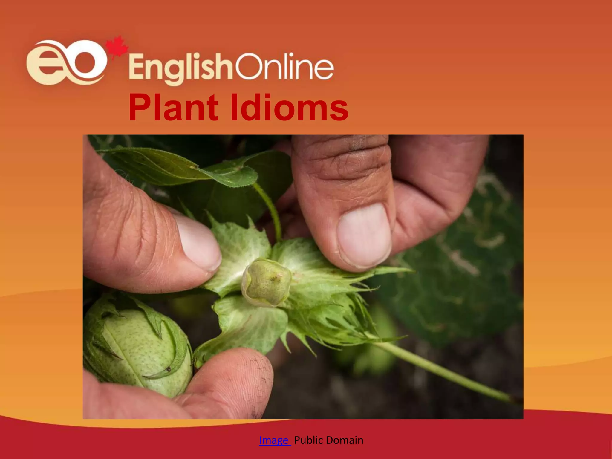 Plant idioms version 2 | PPTX