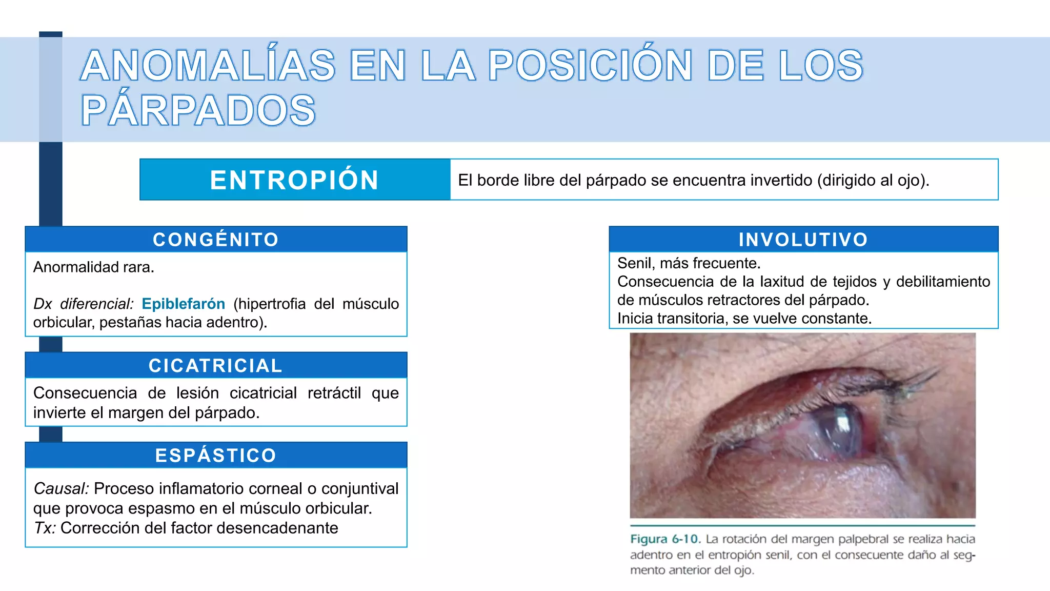 Los párpados y sus enfermedades | PPTX