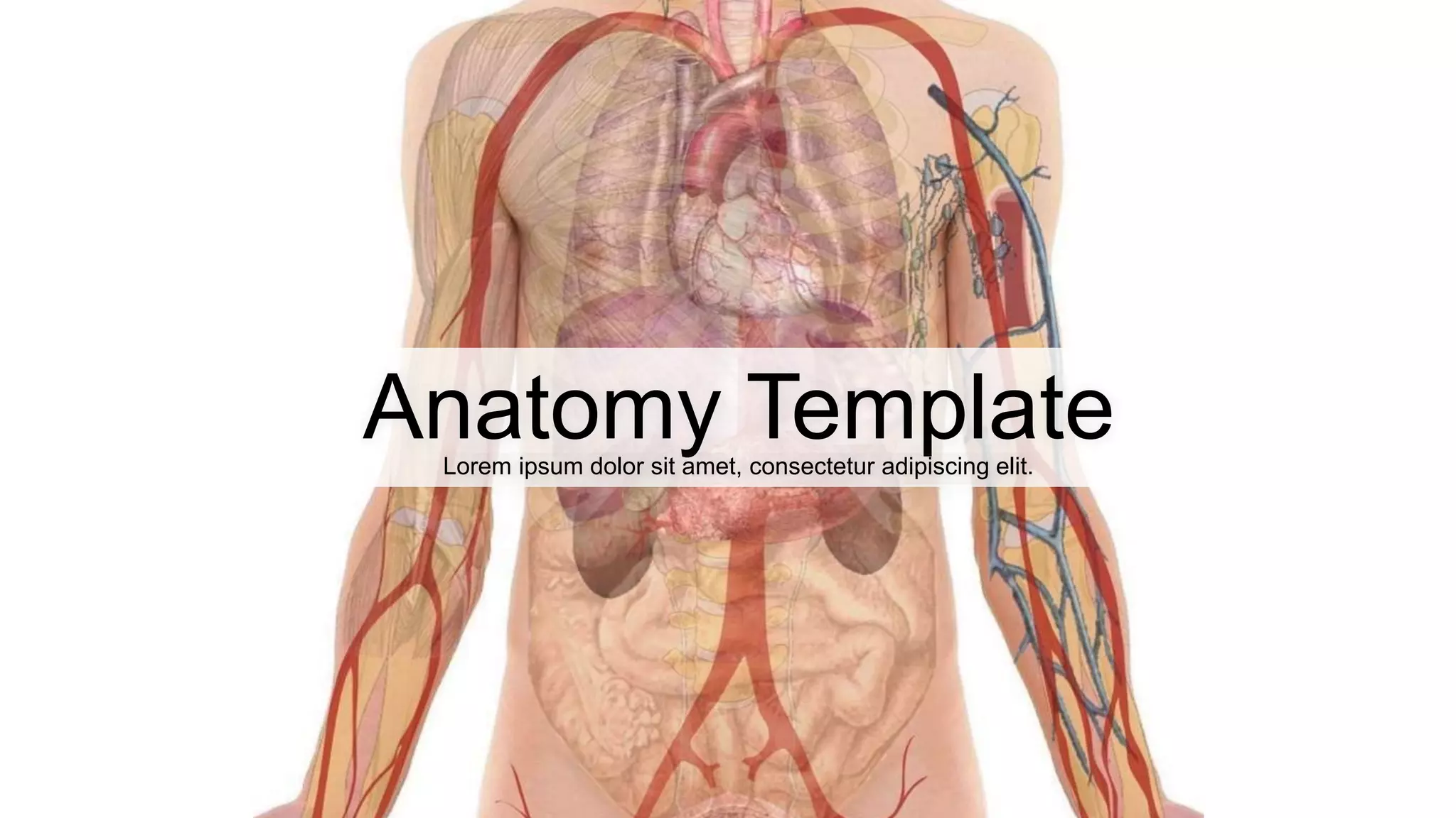 plantilla-de-powerpoint-de-anatomia.pptx