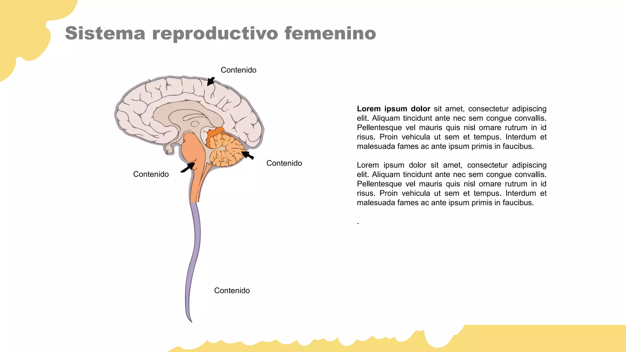 plantilla-de-powerpoint-sistema-nervioso.pptx