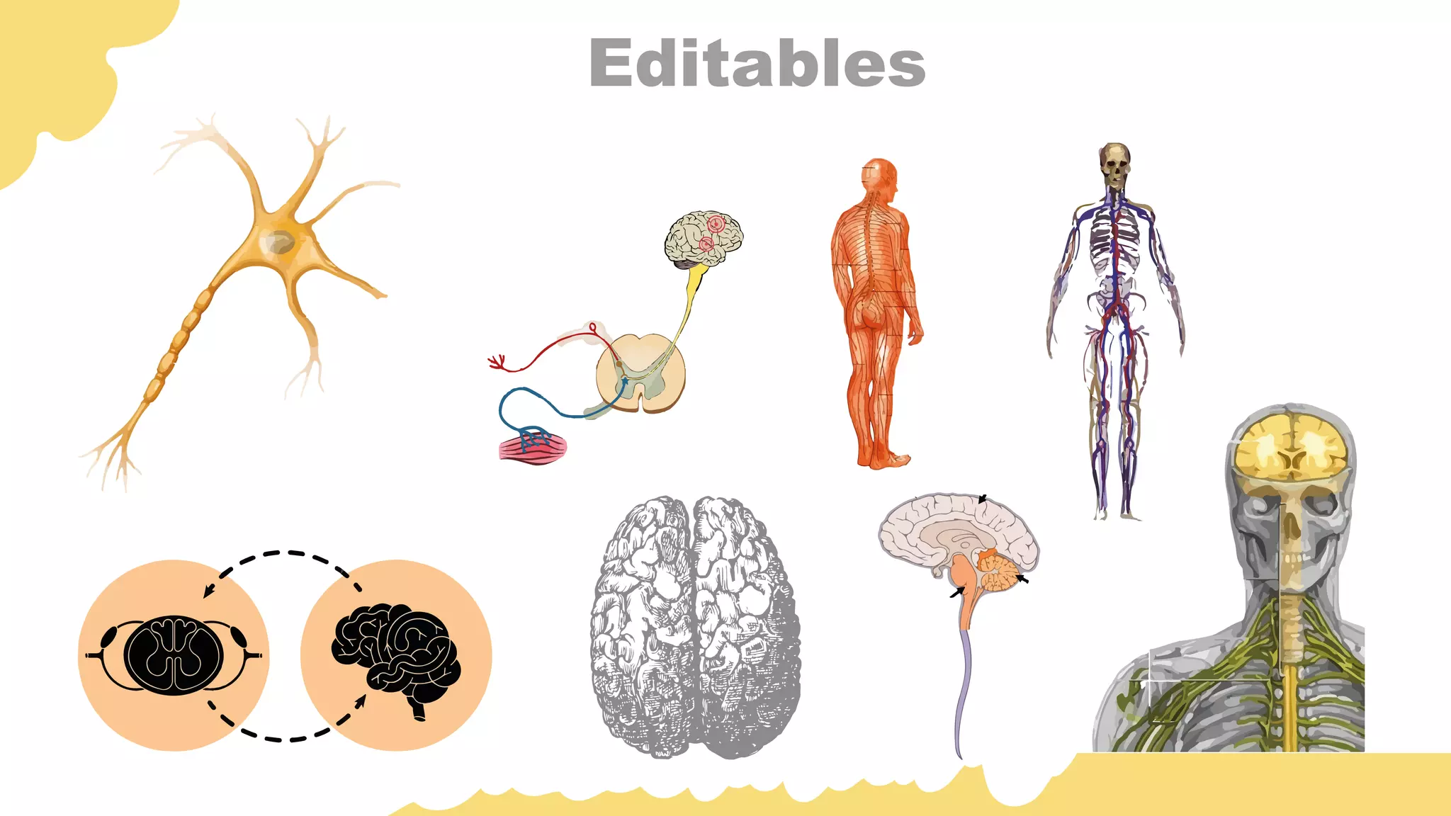 plantilla-de-powerpoint-sistema-nervioso.pptx