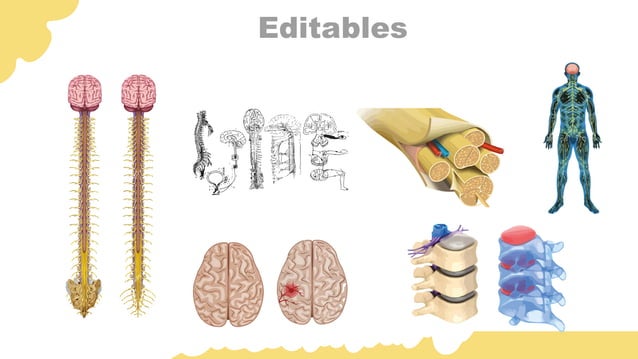 plantilla-de-powerpoint-sistema-nervioso.pptx