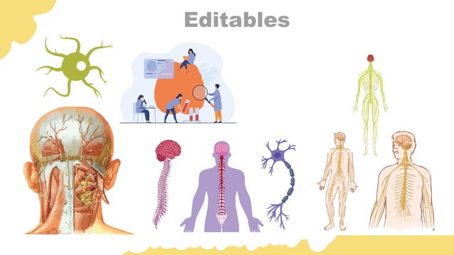 plantilla-de-powerpoint-sistema-nervioso.pptx