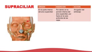Plantilla-Powerpoint-del-Sistema-Muscular anato (2).pptx