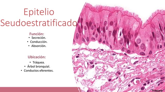 Plantilla-Powerpoint-histologia.tejidospptx | PPT
