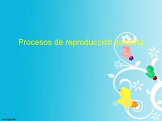 Procesos de Reproduccion Humana | PPT