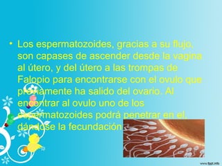 Procesos de Reproduccion Humana | PPT