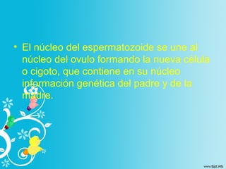 Procesos de Reproduccion Humana | PPT