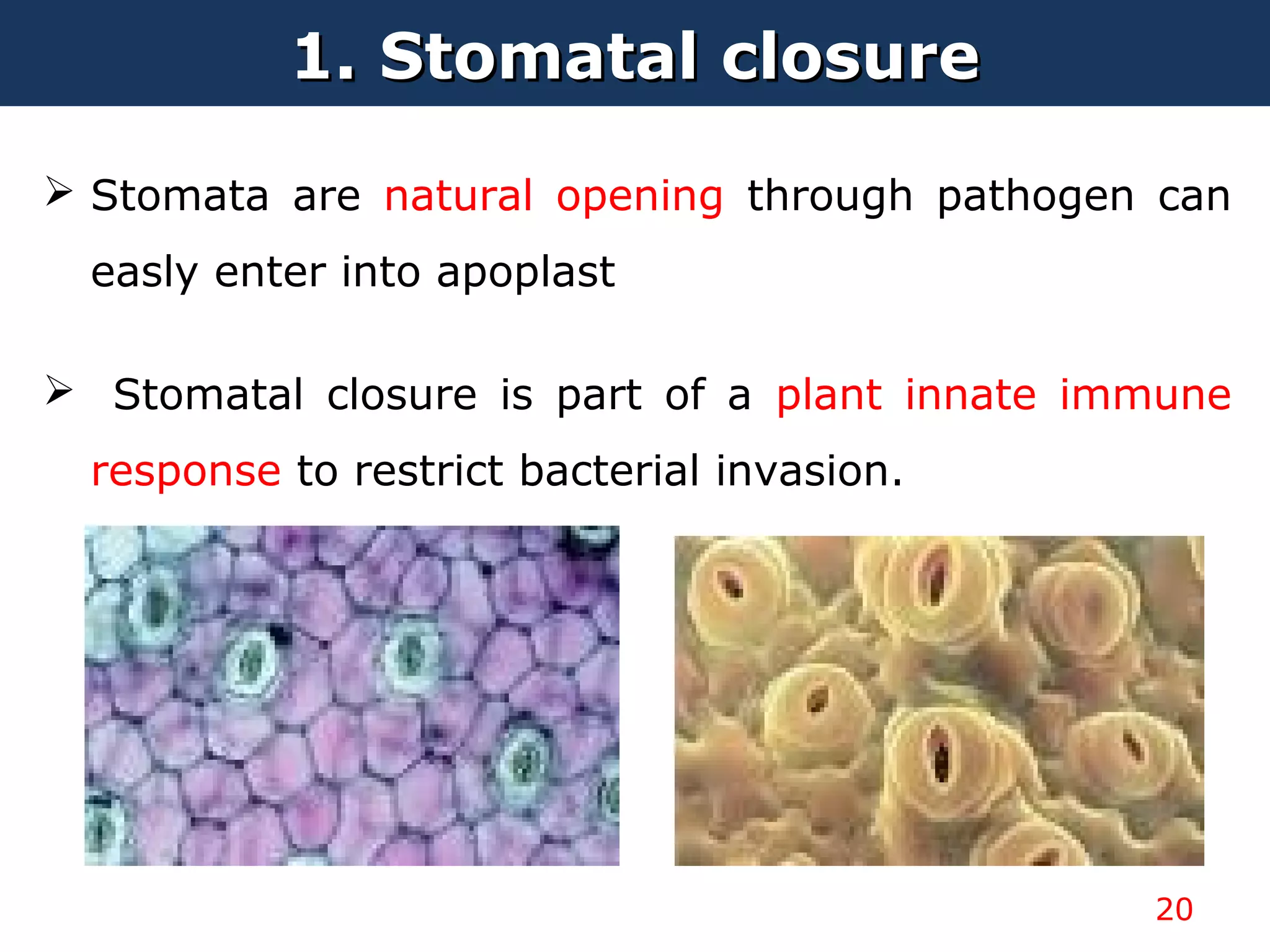 Plant immune system | PPT