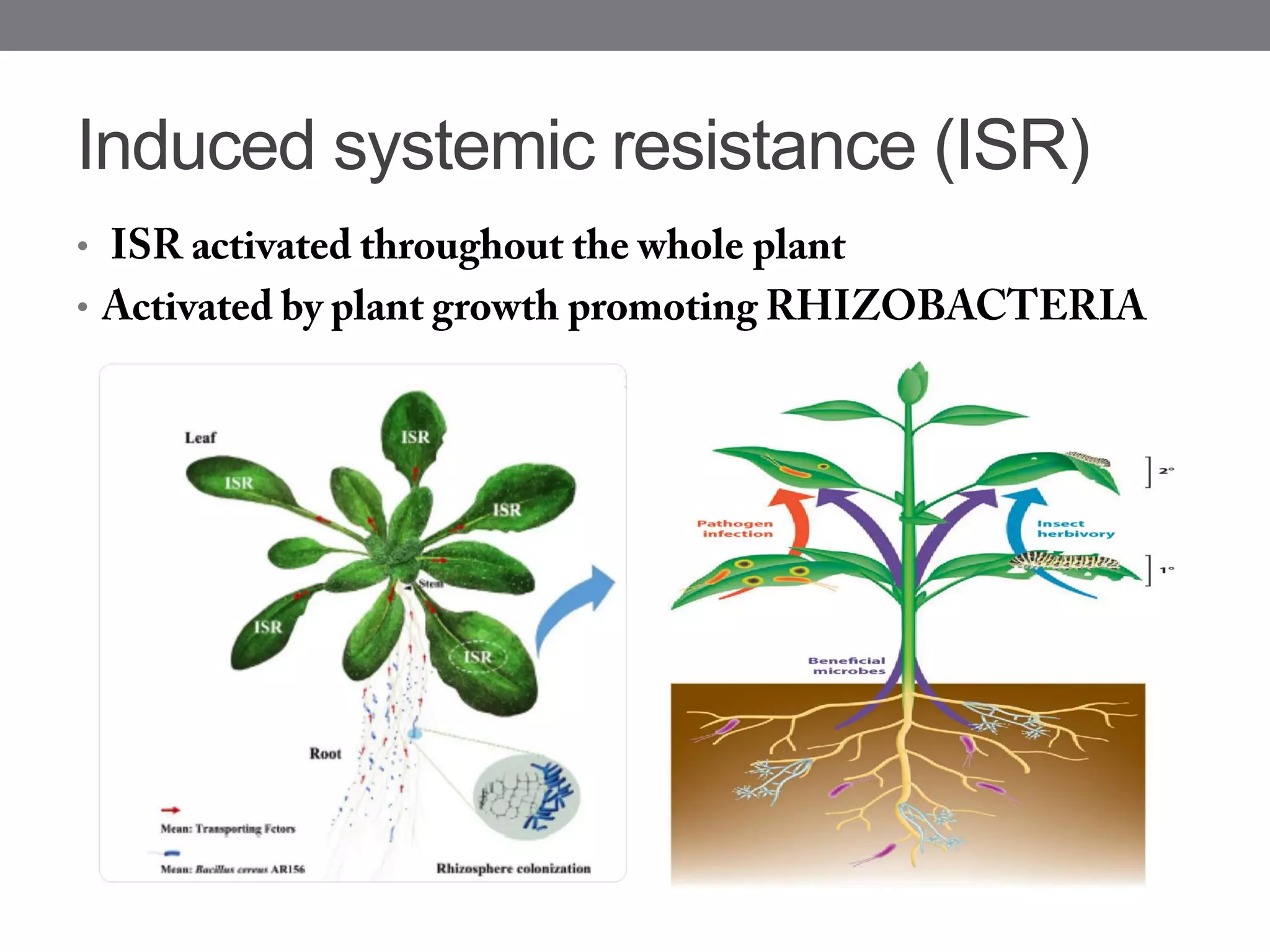 Plant immunity and Plant -Pathogen interactions (made easy) | PDF