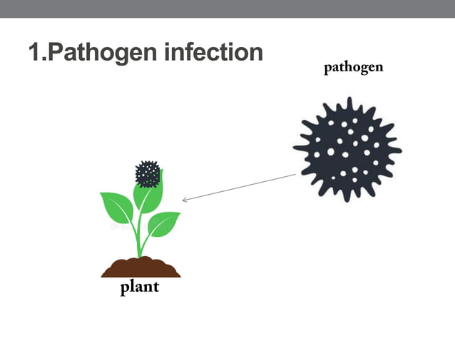 Plant immunity and Plant -Pathogen interactions (made easy) | PDF ...