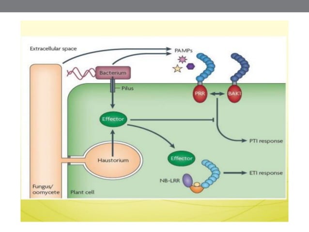 Plant immunity and Plant -Pathogen interactions (made easy) | PDF ...