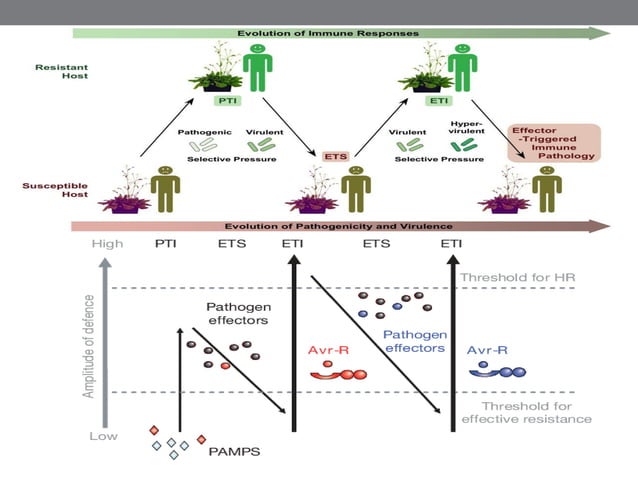 Plant immunity and Plant -Pathogen interactions (made easy) | PDF ...