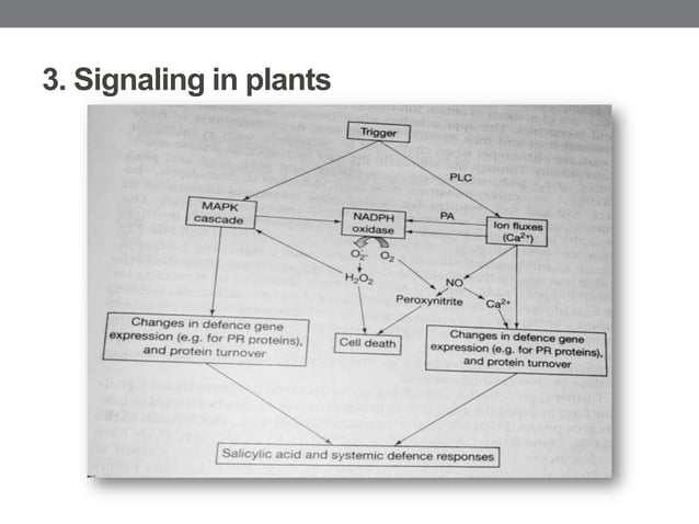 Plant immunity and Plant -Pathogen interactions (made easy) | PDF ...