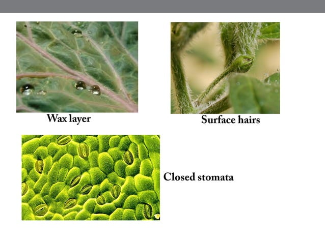 Plant immunity and Plant -Pathogen interactions (made easy) | PDF ...