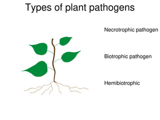 plant pathogens and disease resistance lecture.ppt