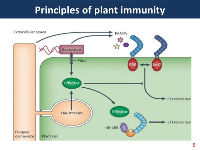 Plant immunity towards an integrated view of plant pathogen interacti…