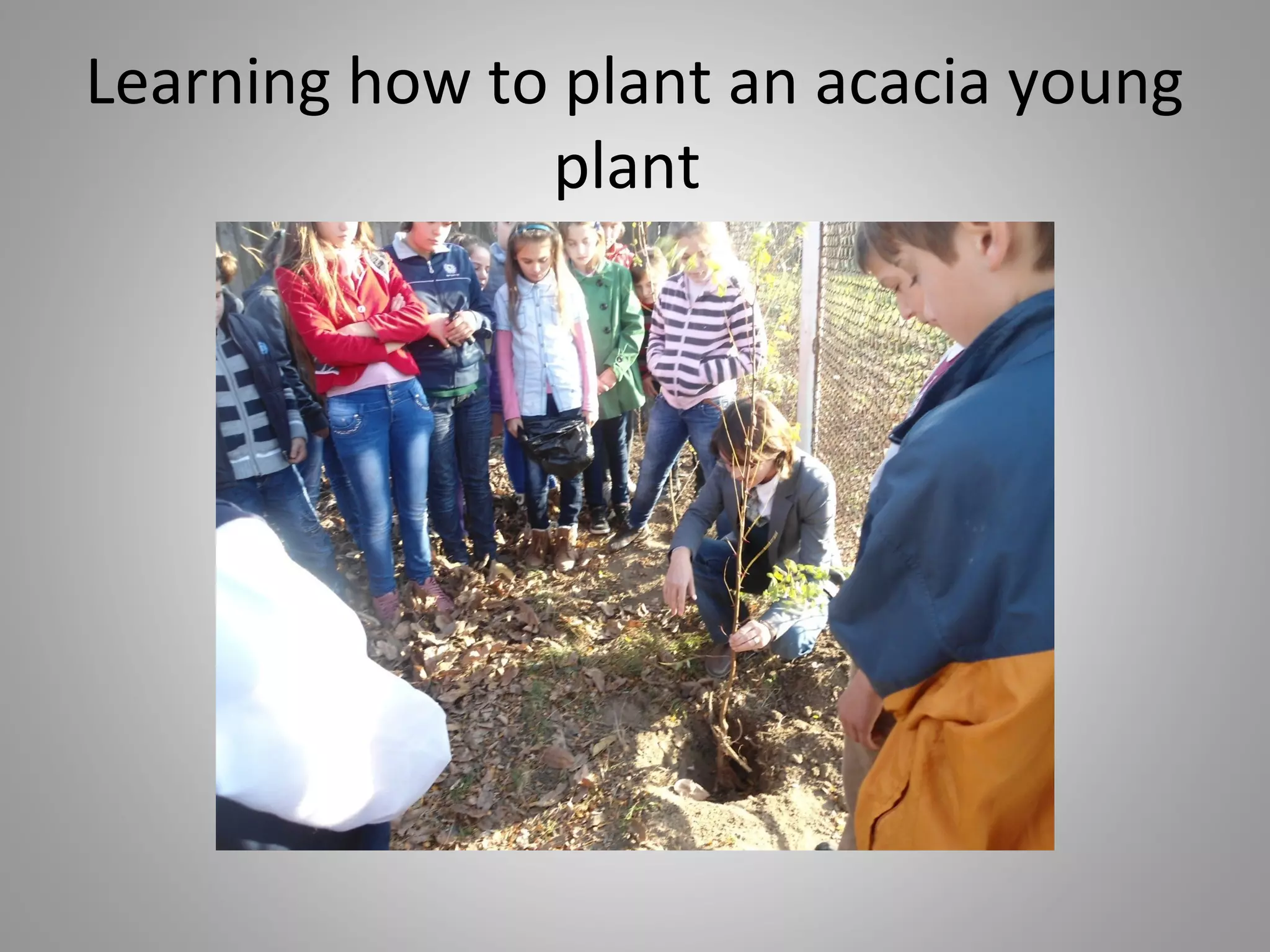 Planting acacia | PPT