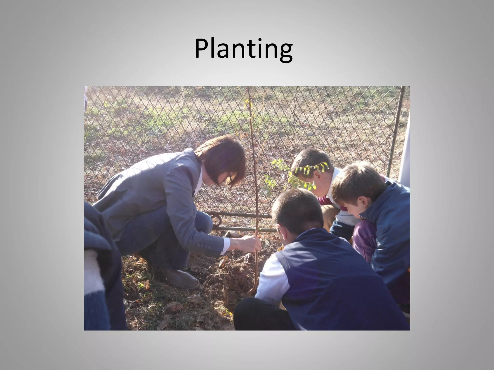 Planting acacia | PPT