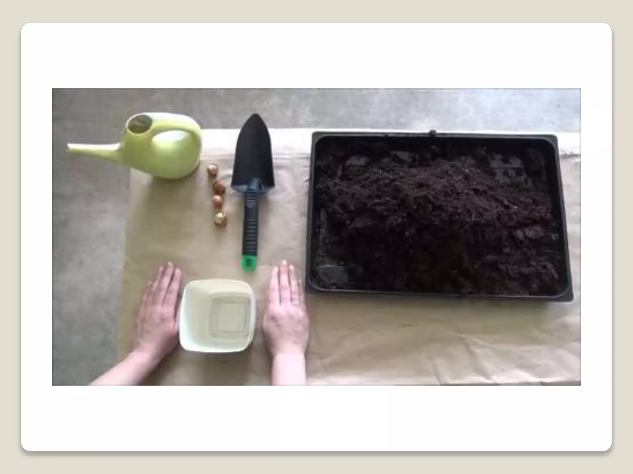 Planting bulbs - work skills | PPTX