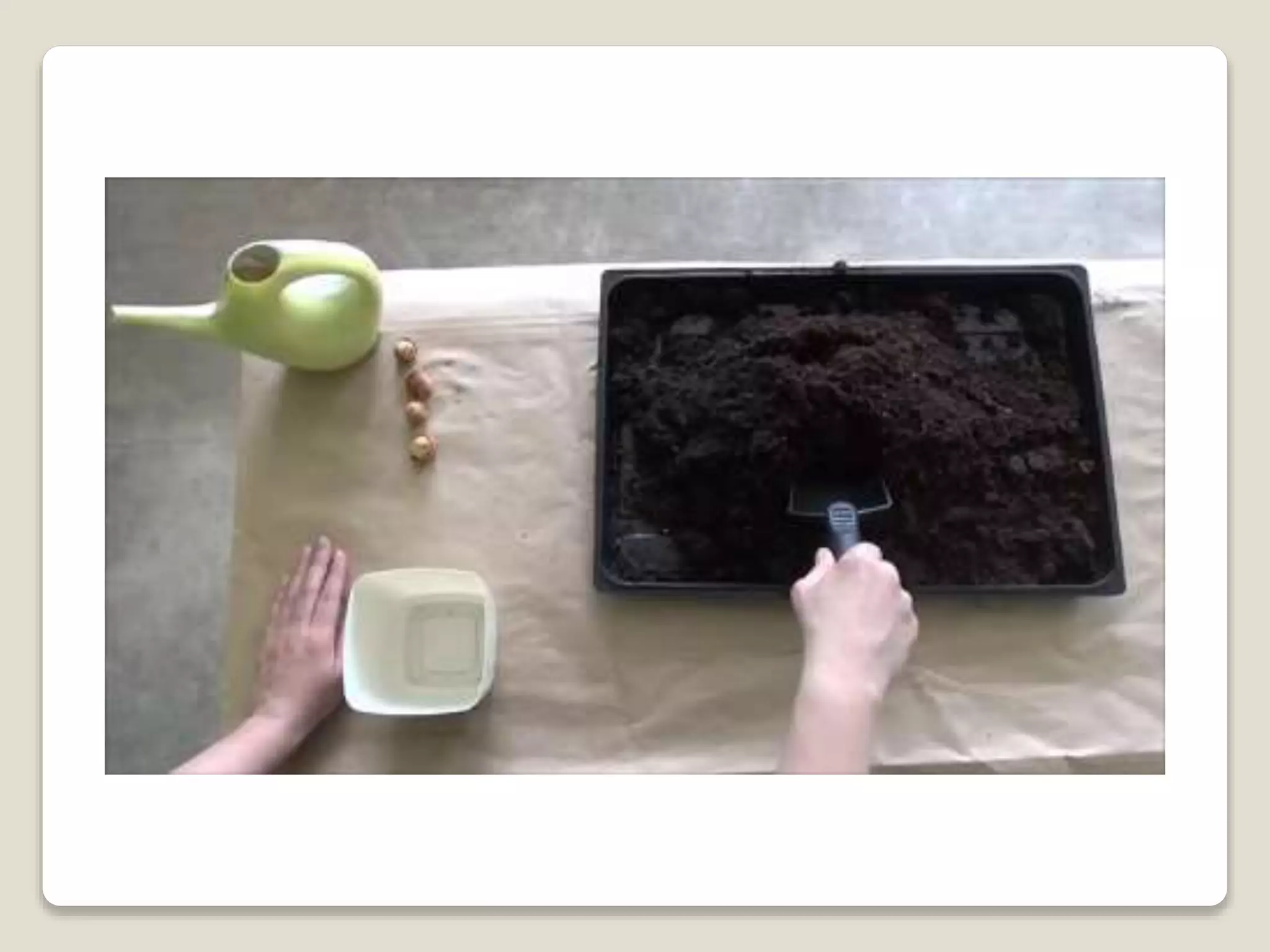 Planting bulbs - work skills | PPTX