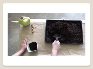 Planting bulbs - work skills | PPTX